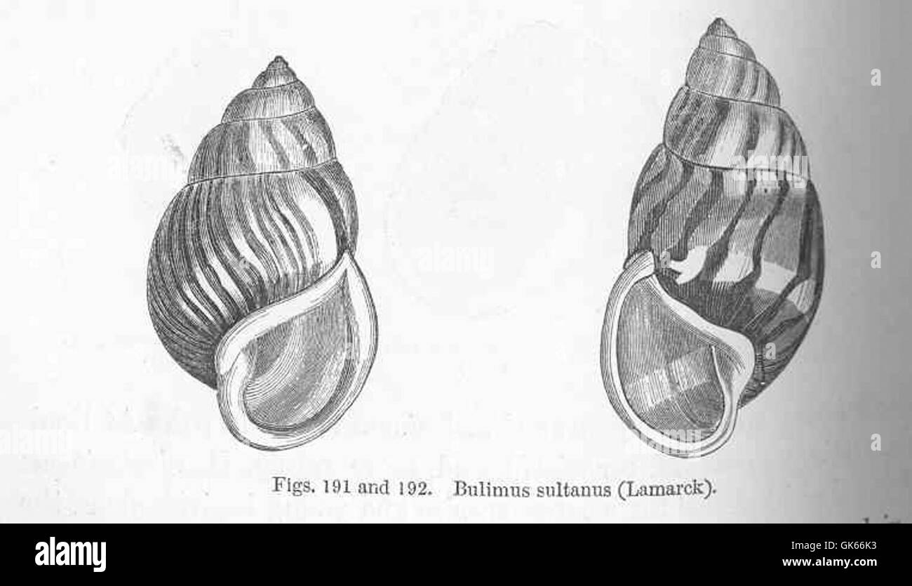 Bulimus hi-res stock photography and images - Alamy