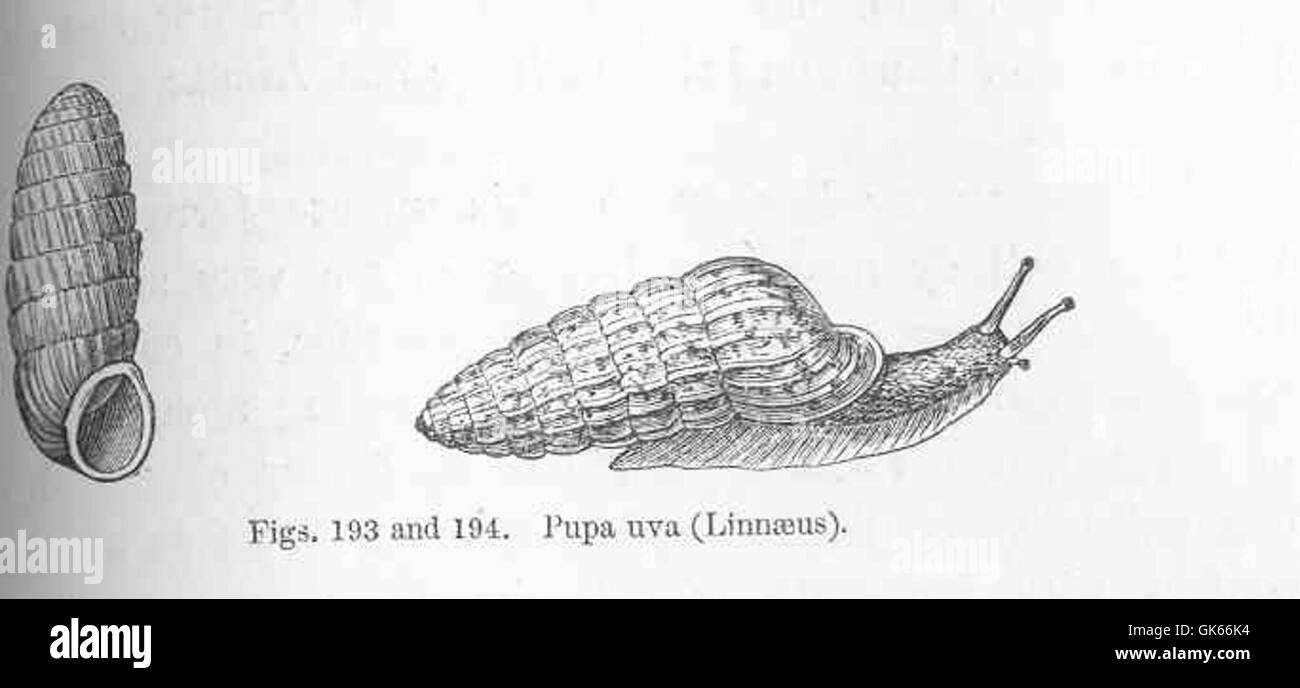 Pupa shell hi-res stock photography and images - Alamy