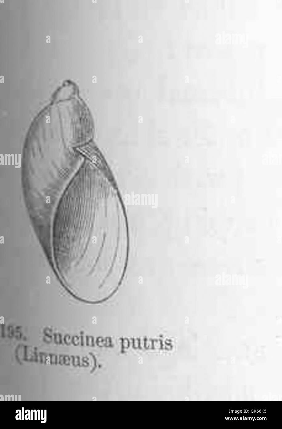 50242 Succinea putris (Linnaeus Stock Photo - Alamy