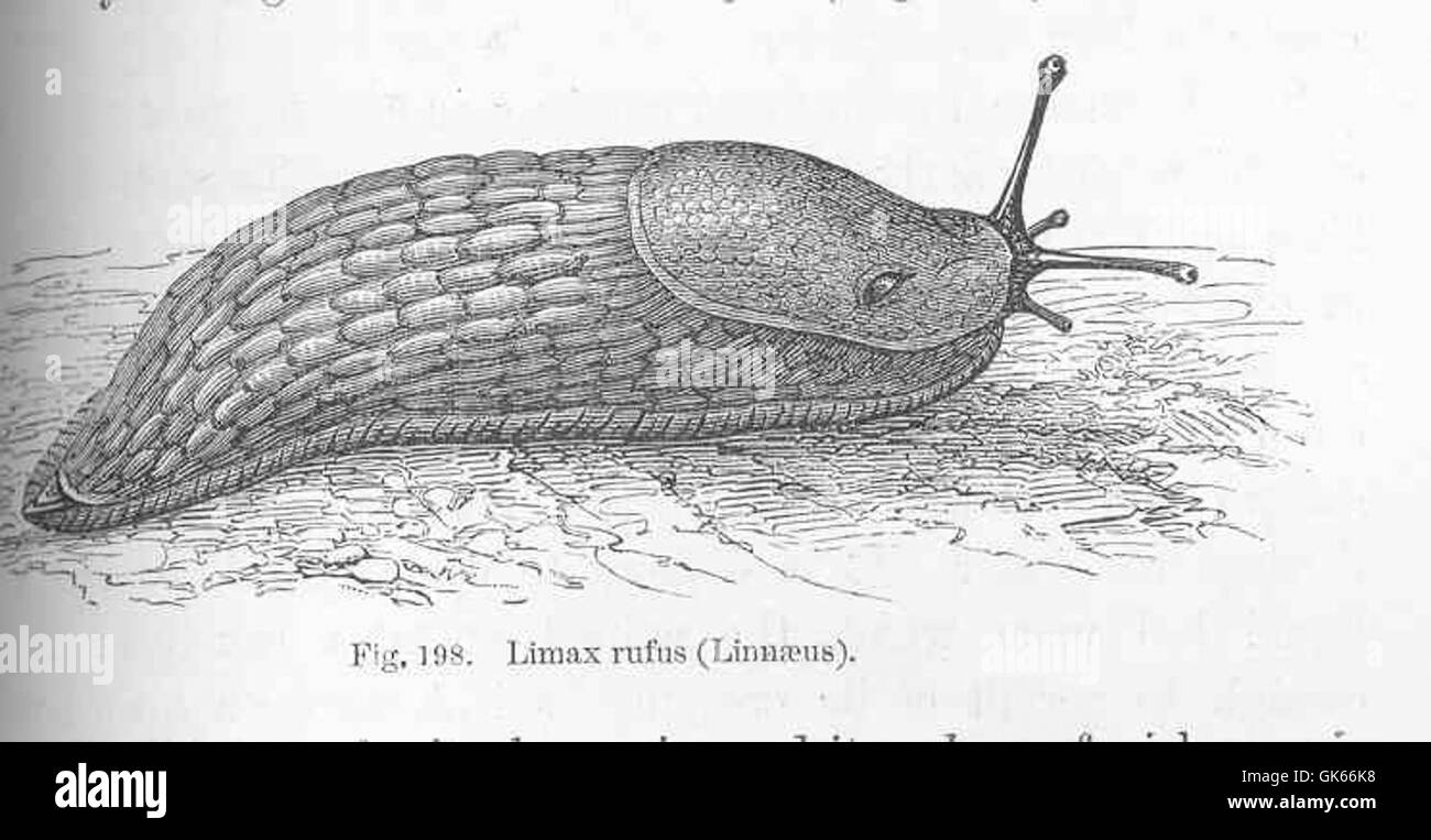 Limax rufus hi-res stock photography and images - Alamy