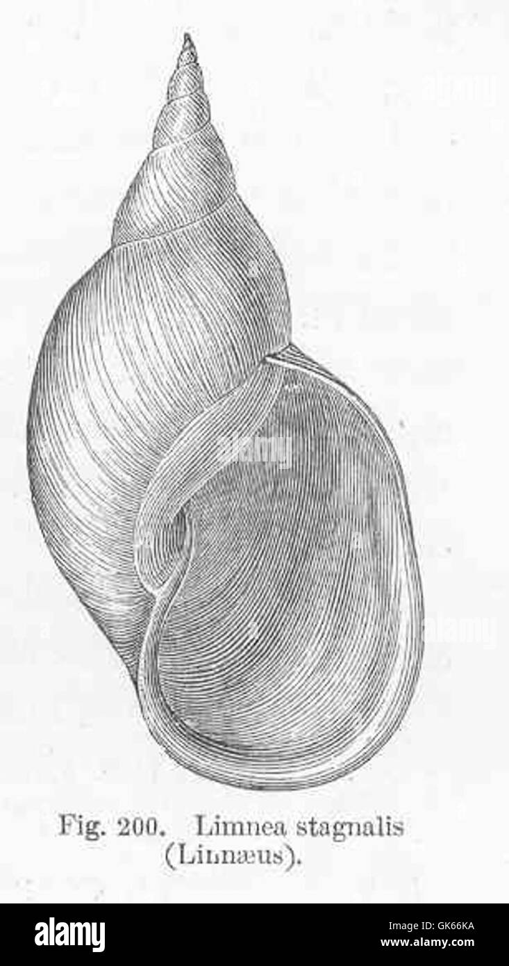 50247 Limnea stagnalis (Linnaeus Stock Photo - Alamy