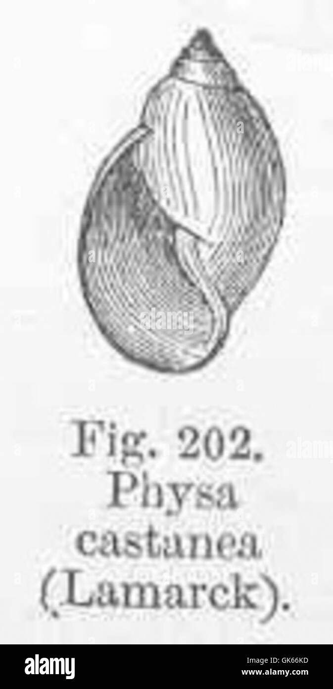 Physa castanea hi-res stock photography and images - Alamy