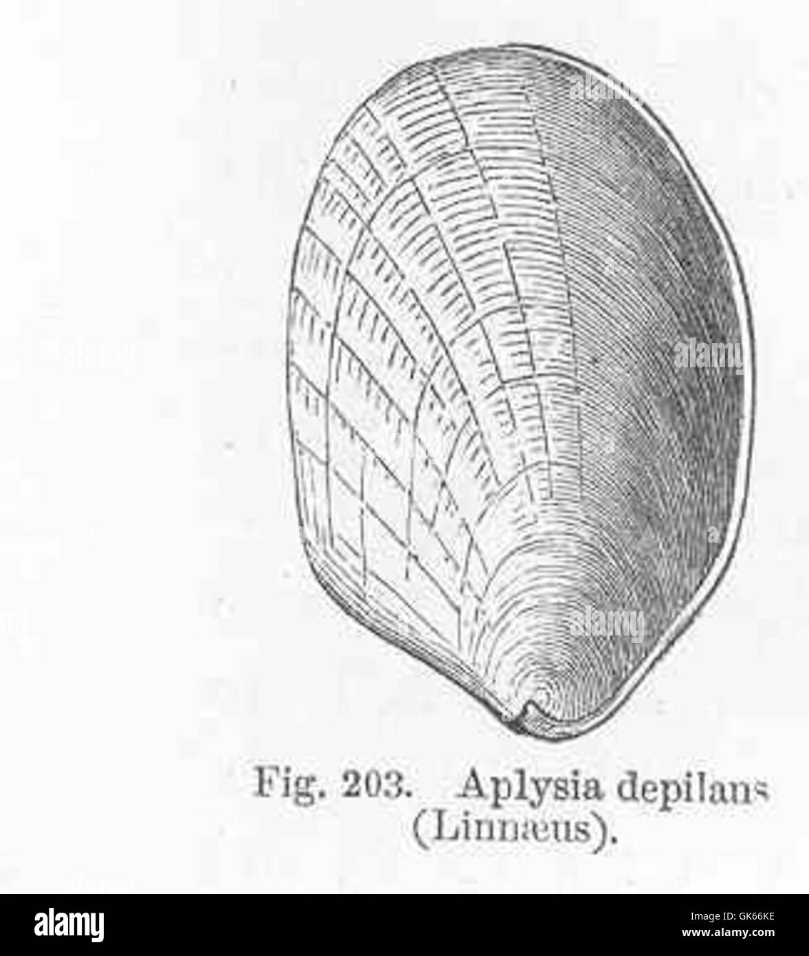 Aplysia deplians, also known as the European sea hare, is a species of ...