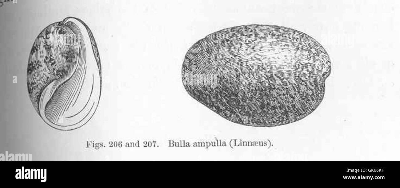 *Bulla ampulla*, also known as the common bubble shell, is a marine ...