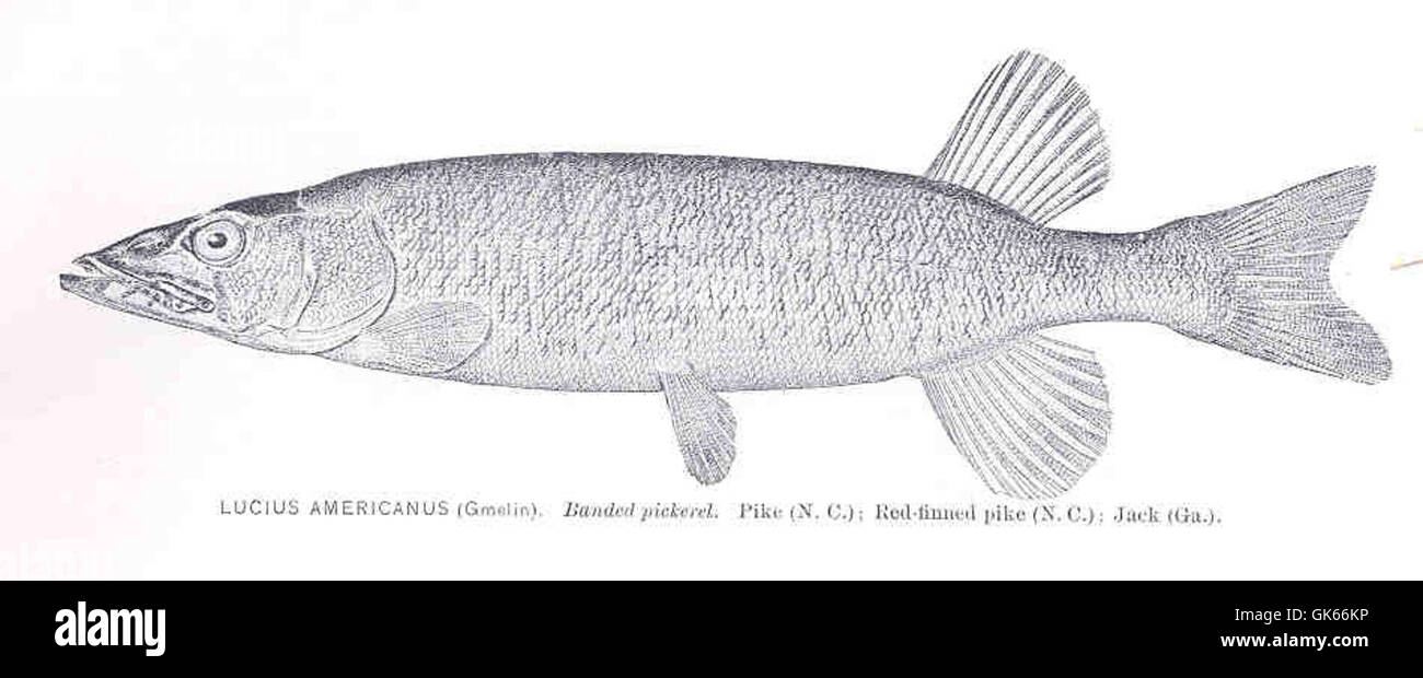 Pike morphology hi-res stock photography and images - Alamy