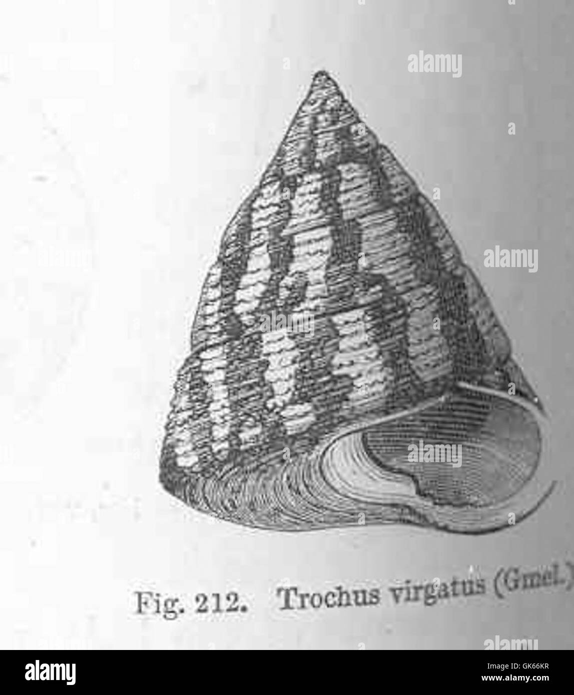 50258 Trochus virgatus (Gmel Stock Photo - Alamy