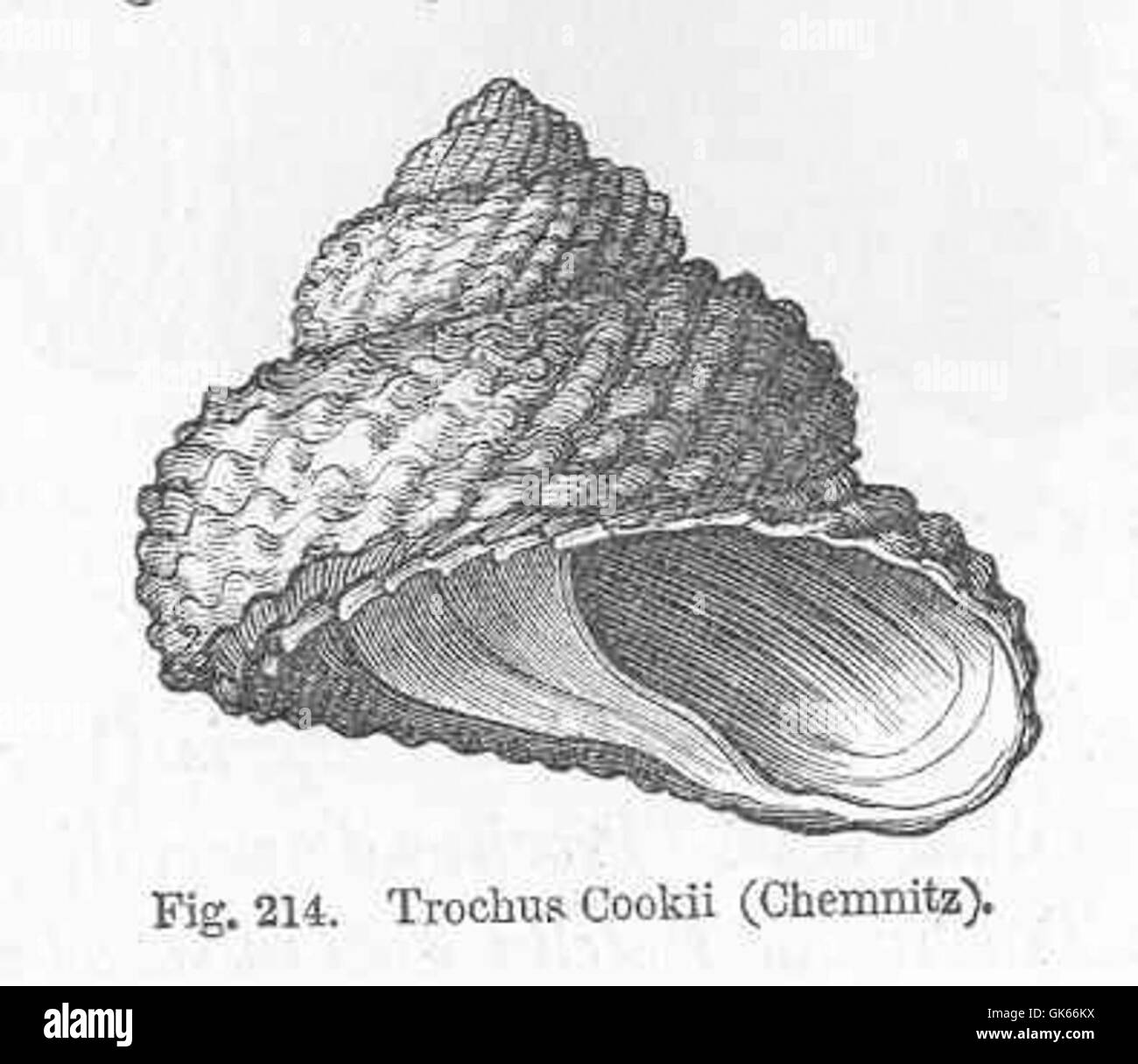 Distinctive conical shell hi-res stock photography and images - Alamy