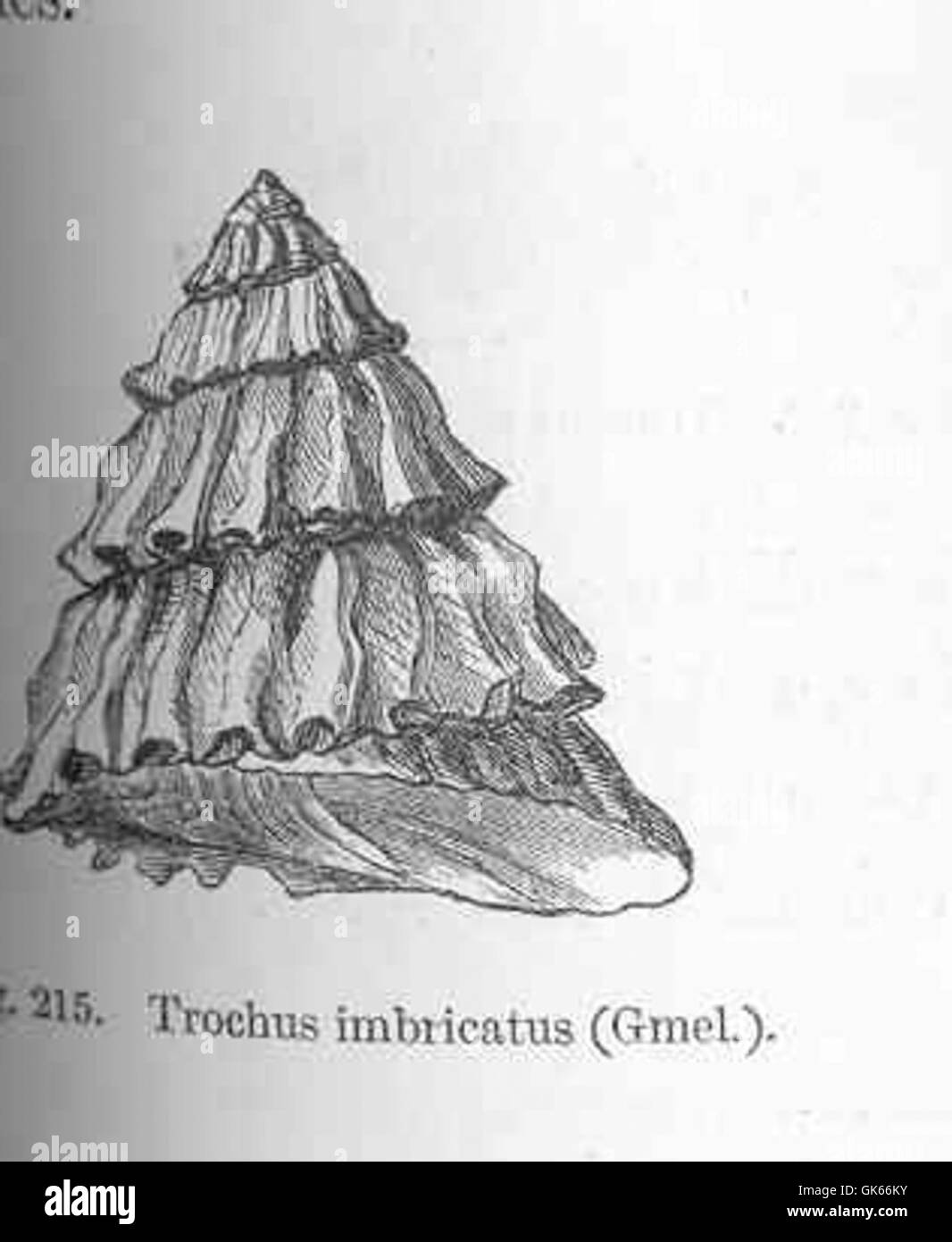 Trochus imbricatus hi-res stock photography and images - Alamy