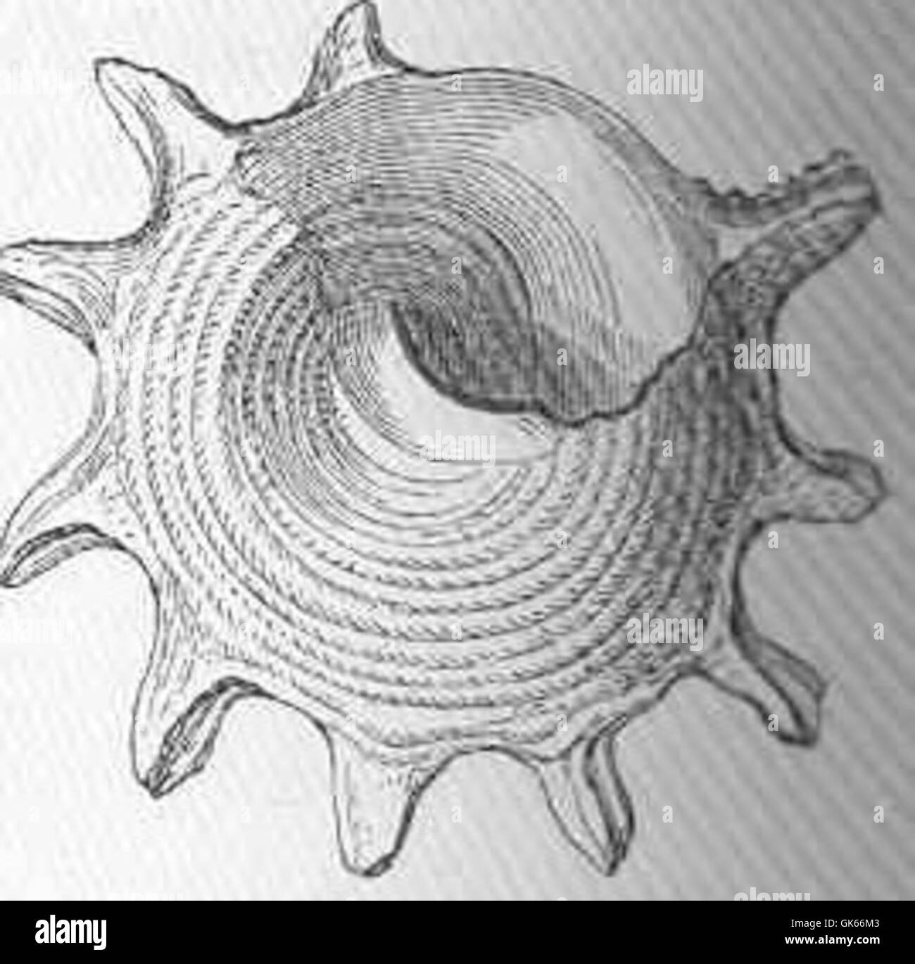 Star star shaped Black and White Stock Photos & Images - Alamy