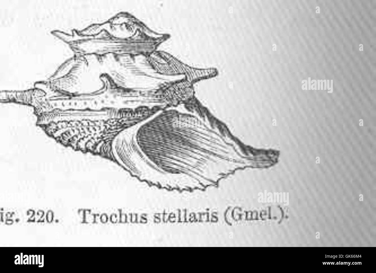 Trochus Black and White Stock Photos & Images - Alamy
