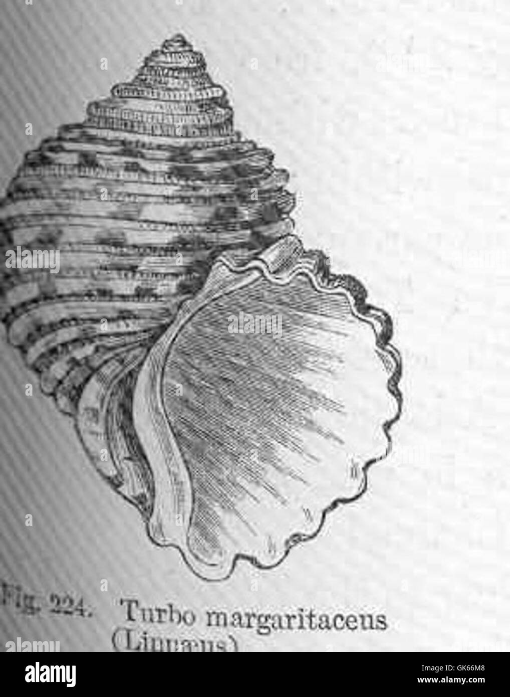 Turbo snail hi-res stock photography and images - Alamy