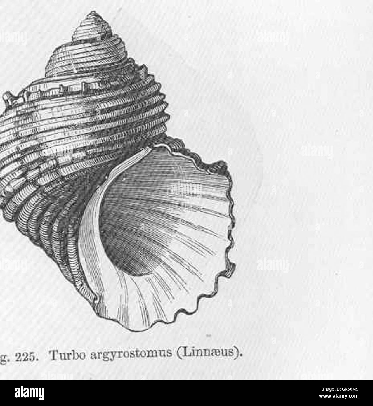 Thick shell Black and White Stock Photos & Images - Alamy