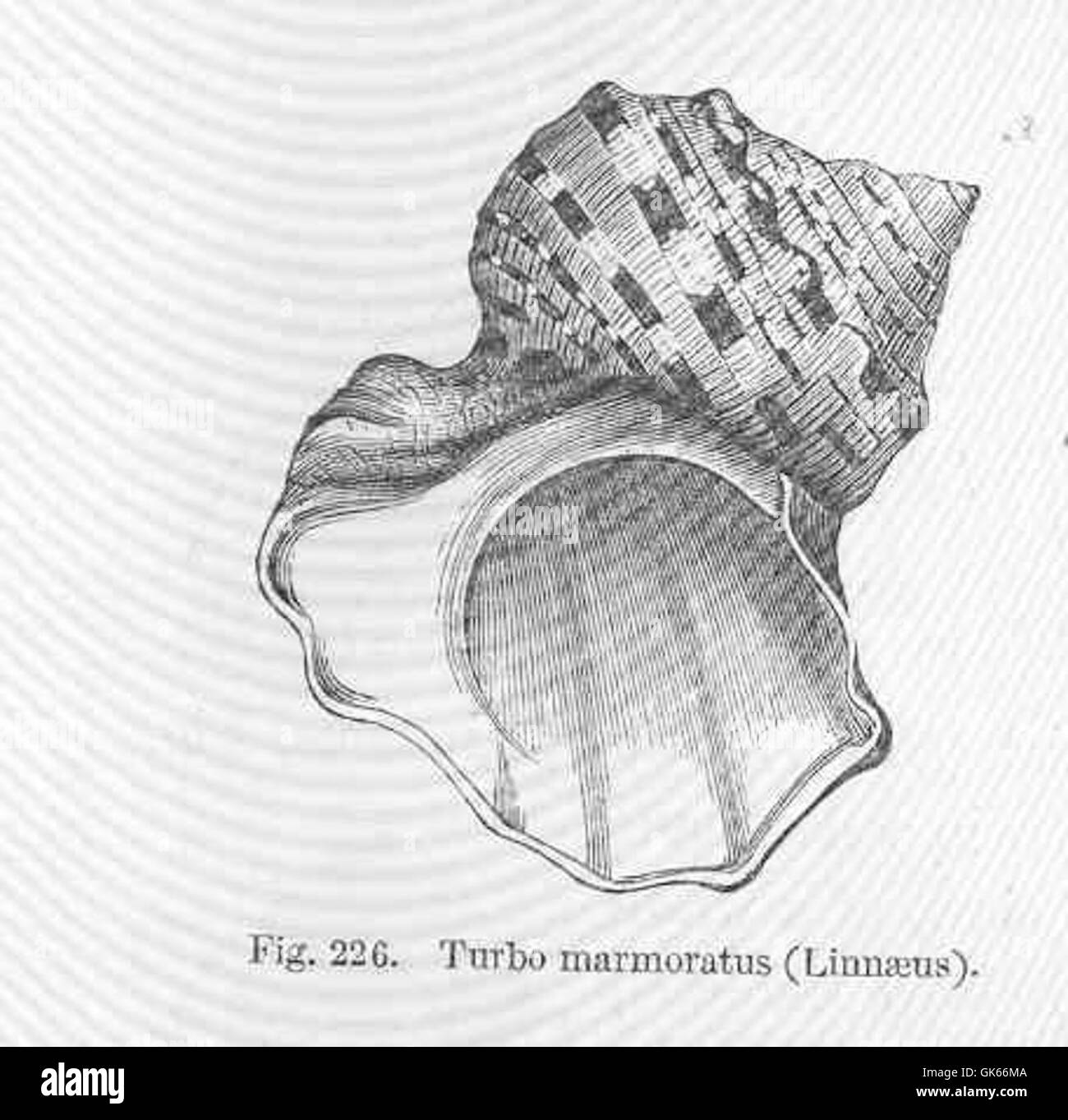 Turbo snail hi-res stock photography and images - Alamy