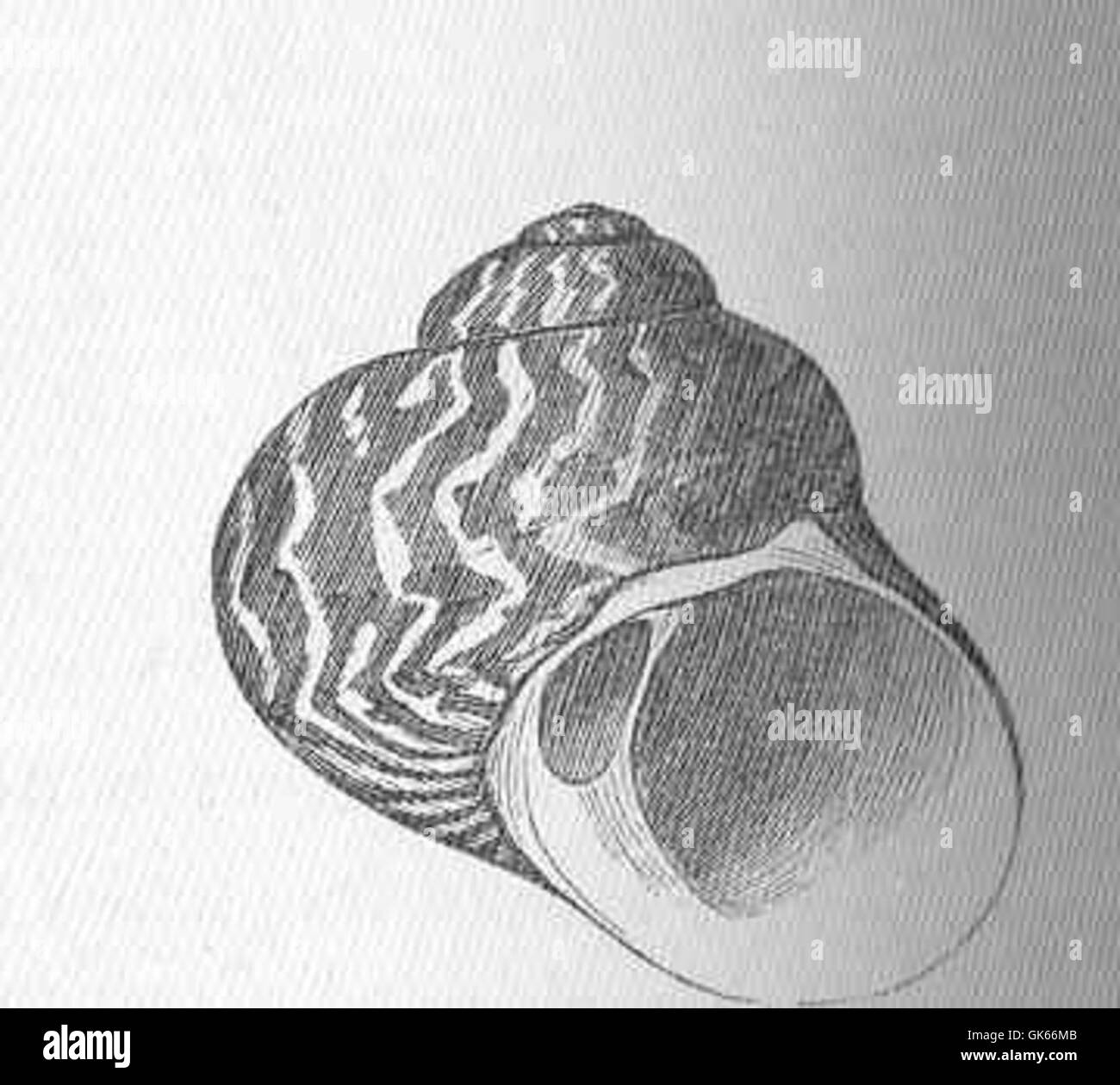 Turbo undulatus, commonly known as the waved turbo, is a species of sea ...