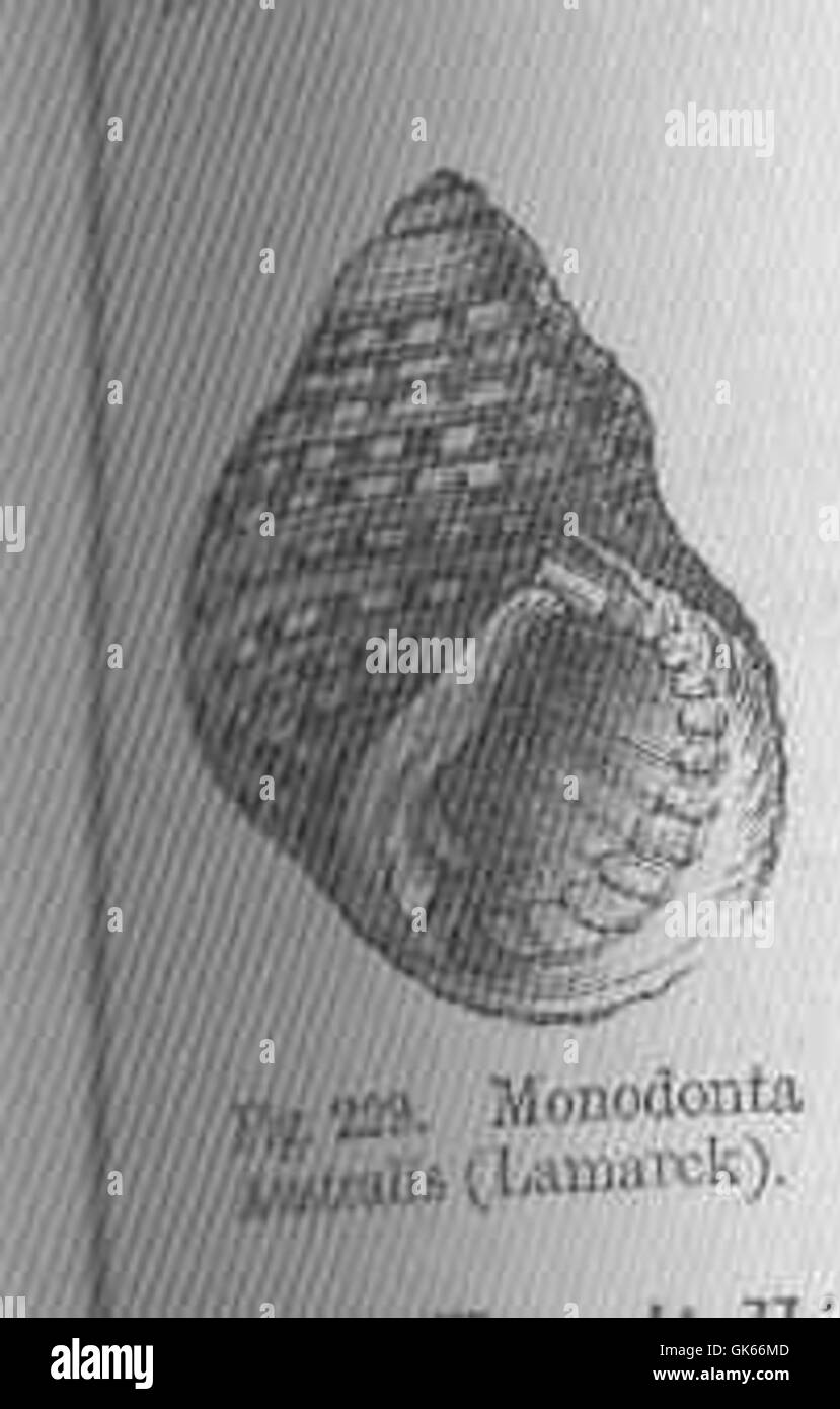 Monodonta hi-res stock photography and images - Alamy