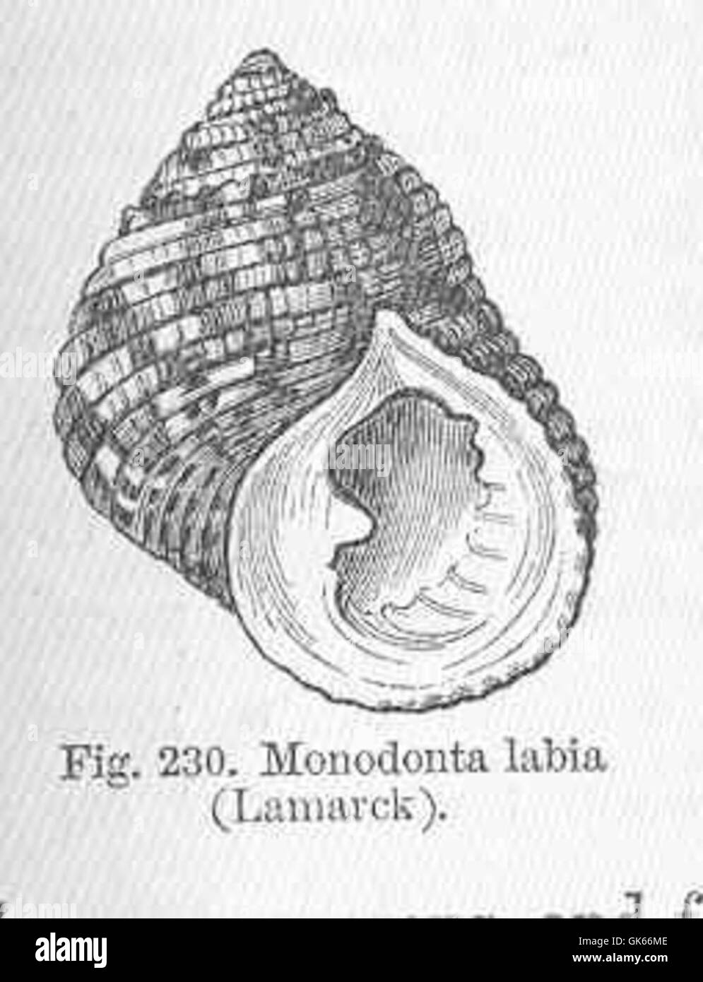 Intertidal marine life Black and White Stock Photos & Images - Alamy