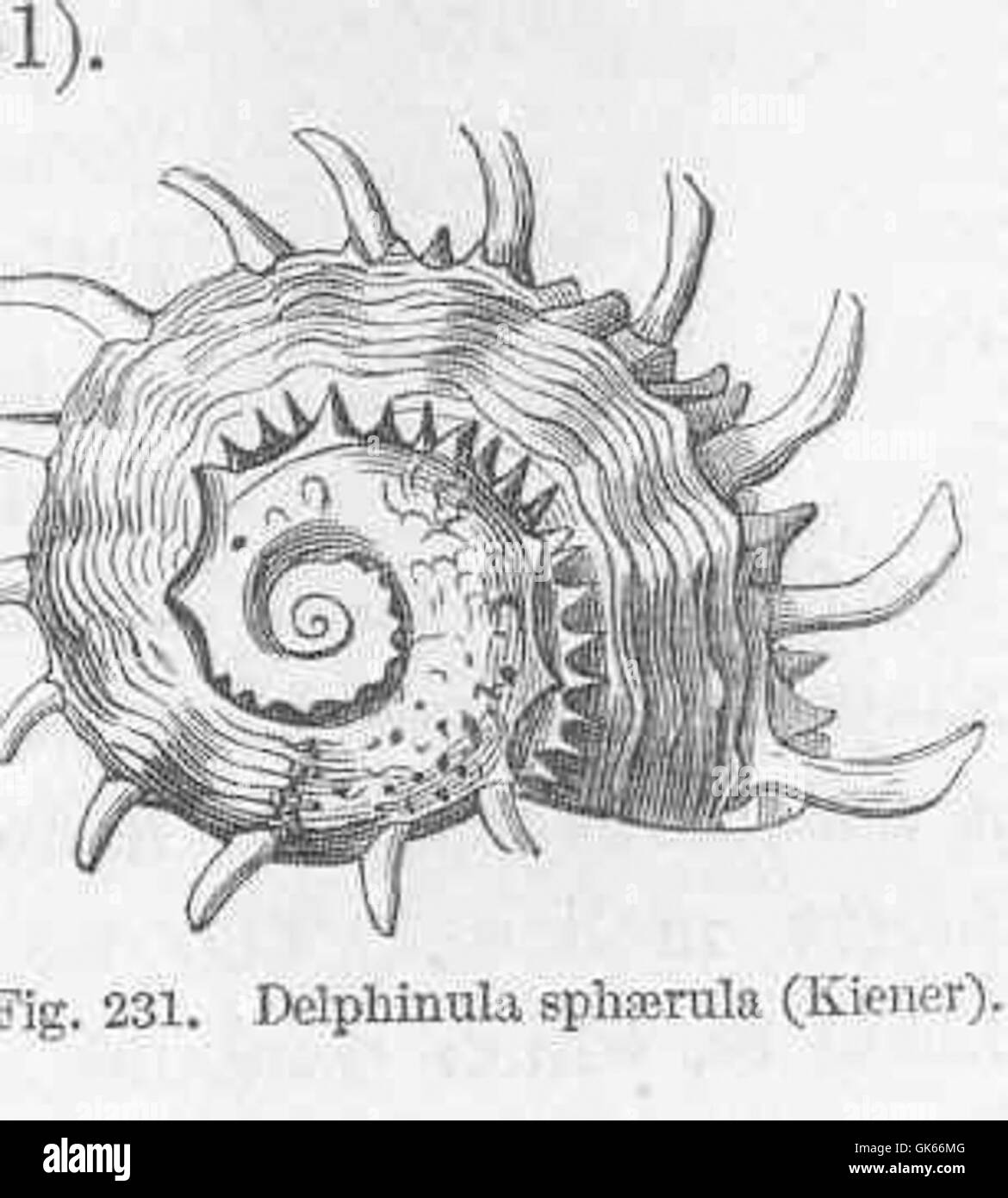 Sphaerula hi-res stock photography and images - Alamy