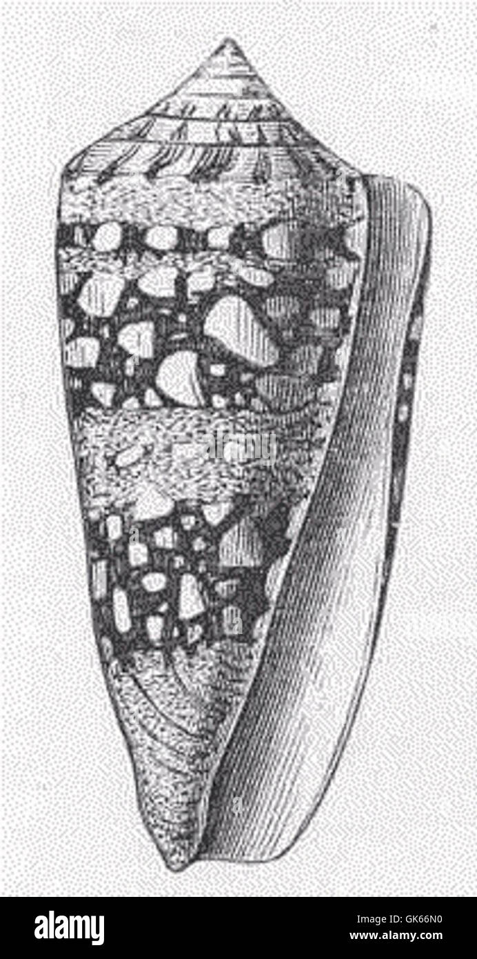 Conidae hi-res stock photography and images - Alamy