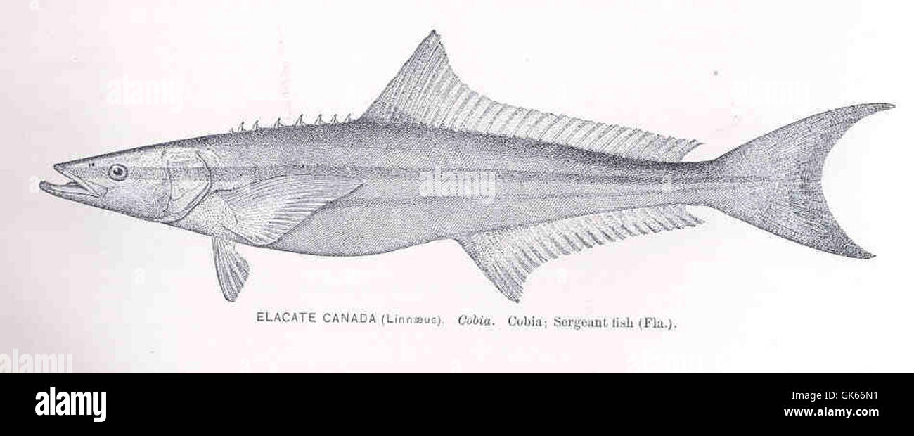 34287 Elacate canada (Linnaeus) Cobia Cobia; Sergeant fish (Fla Stock ...
