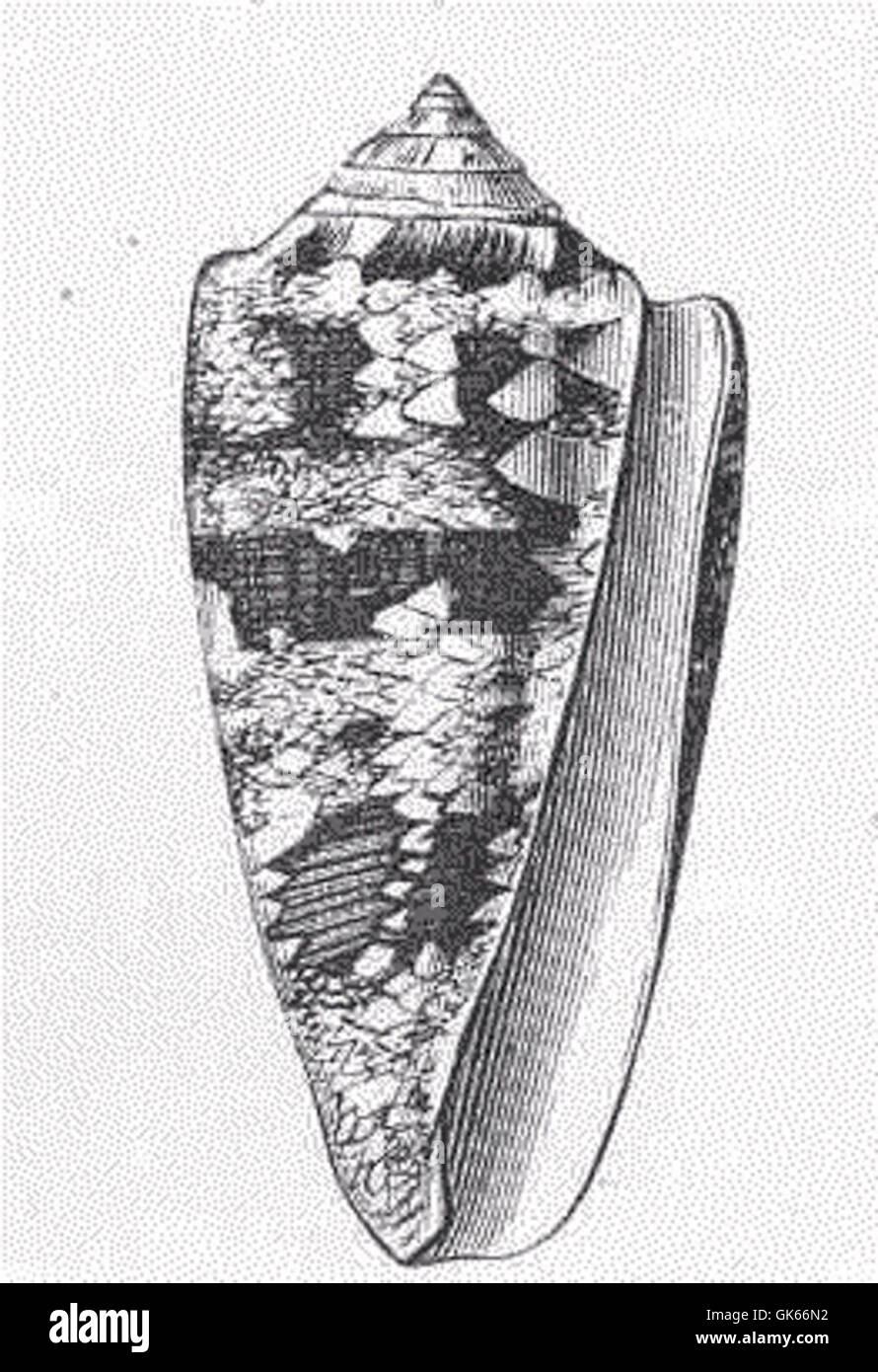 Marbled cone hi-res stock photography and images - Alamy