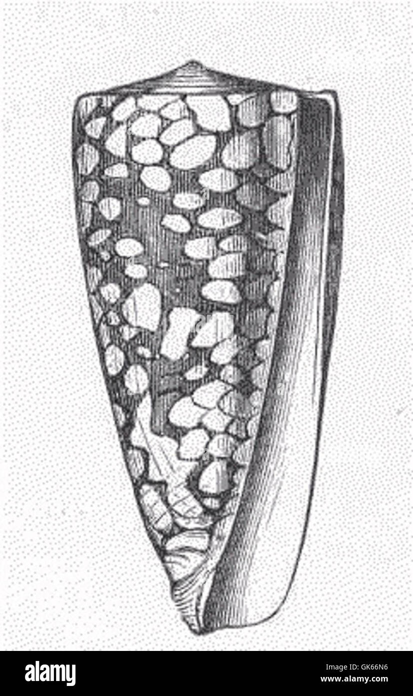 Cone shaped shell hi-res stock photography and images - Alamy