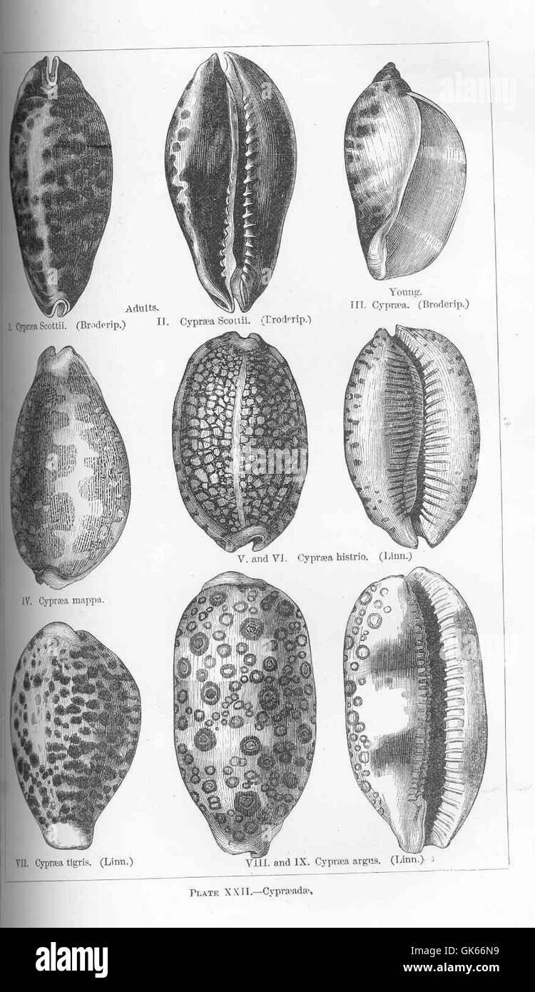 Family of marine gastropods hi-res stock photography and images - Alamy