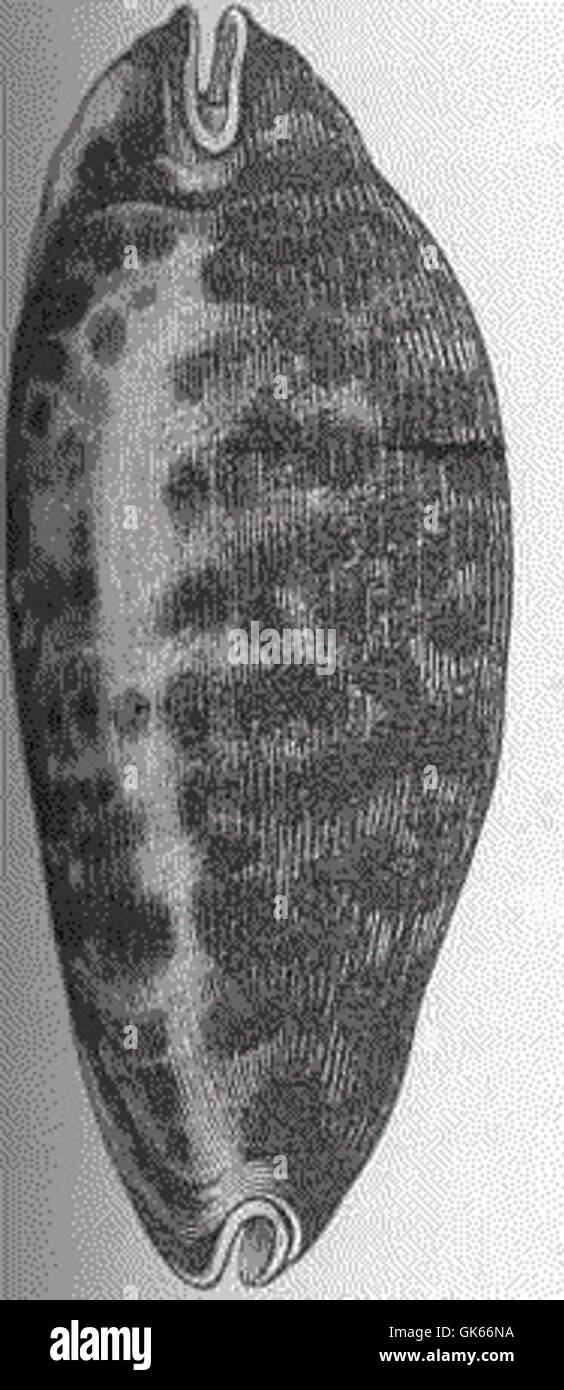 Currency in aquatic environment hi-res stock photography and images - Alamy