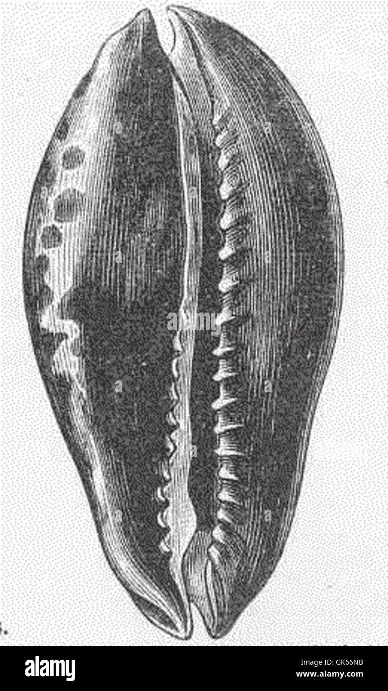 Close-up view of *Cypraea Scotii*, a species of cowrie shell ...
