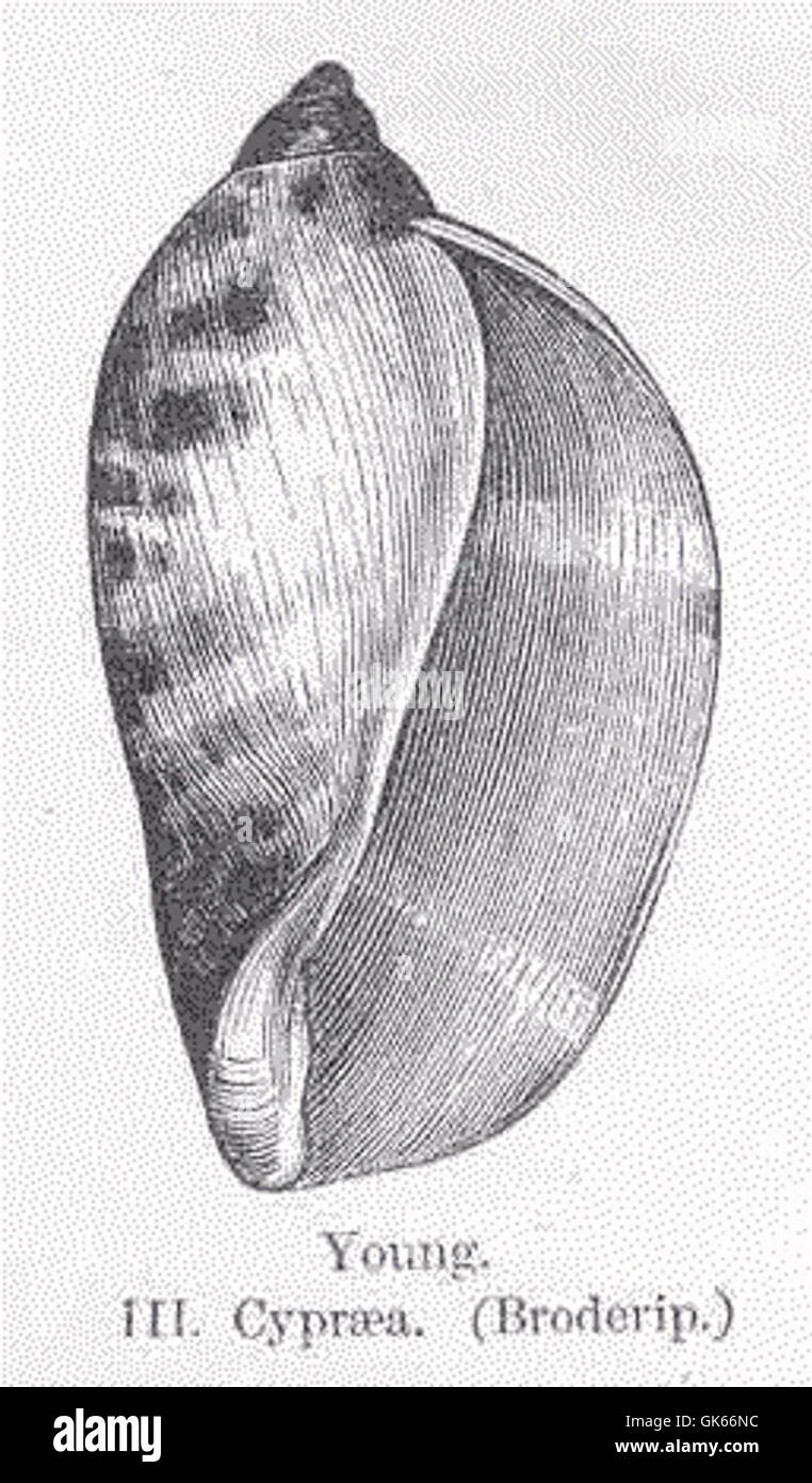 *Cypraea (Broderip)* is a genus of marine gastropods, commonly known as ...