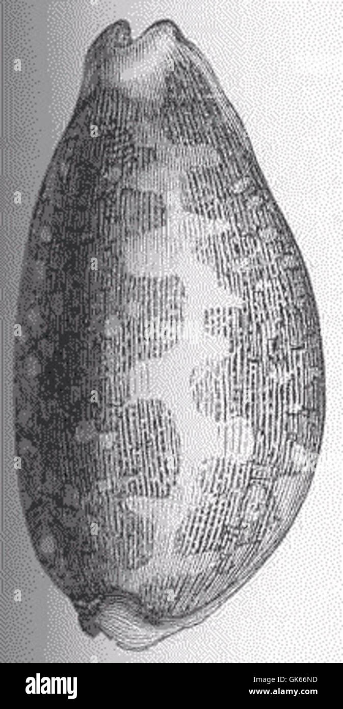 Cypraea mappa, also known as the Map Cowrie, is a species of marine ...
