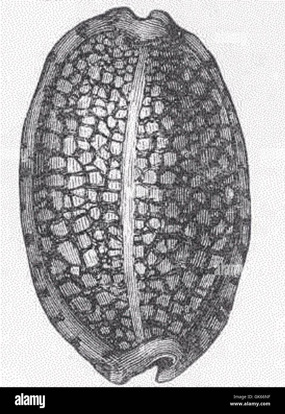 Cypraea histrio, commonly known as the Harlequin Cowrie, is a species ...
