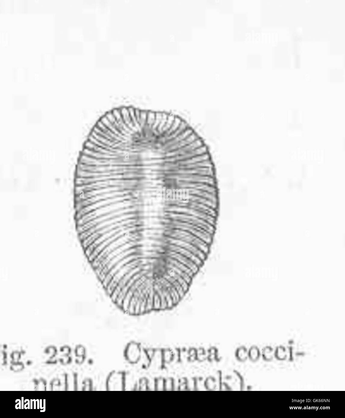 Cypraea occinella (Lamarck) is a species of cowrie shell, recognized ...