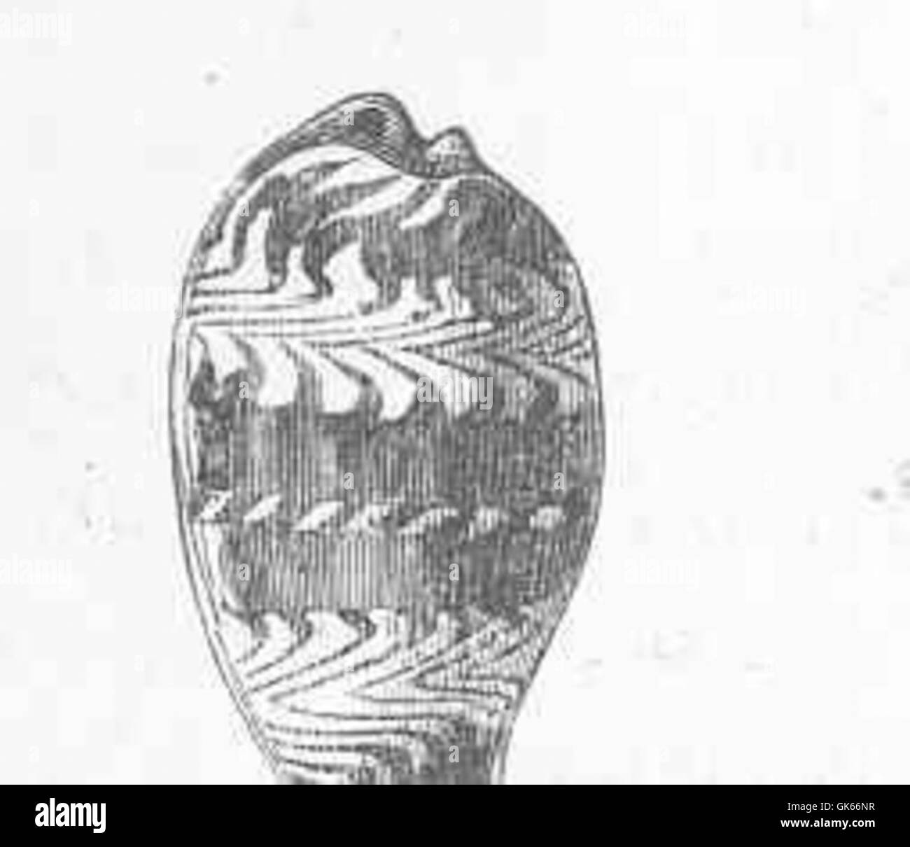 Cowrie gastropod Black and White Stock Photos & Images - Alamy