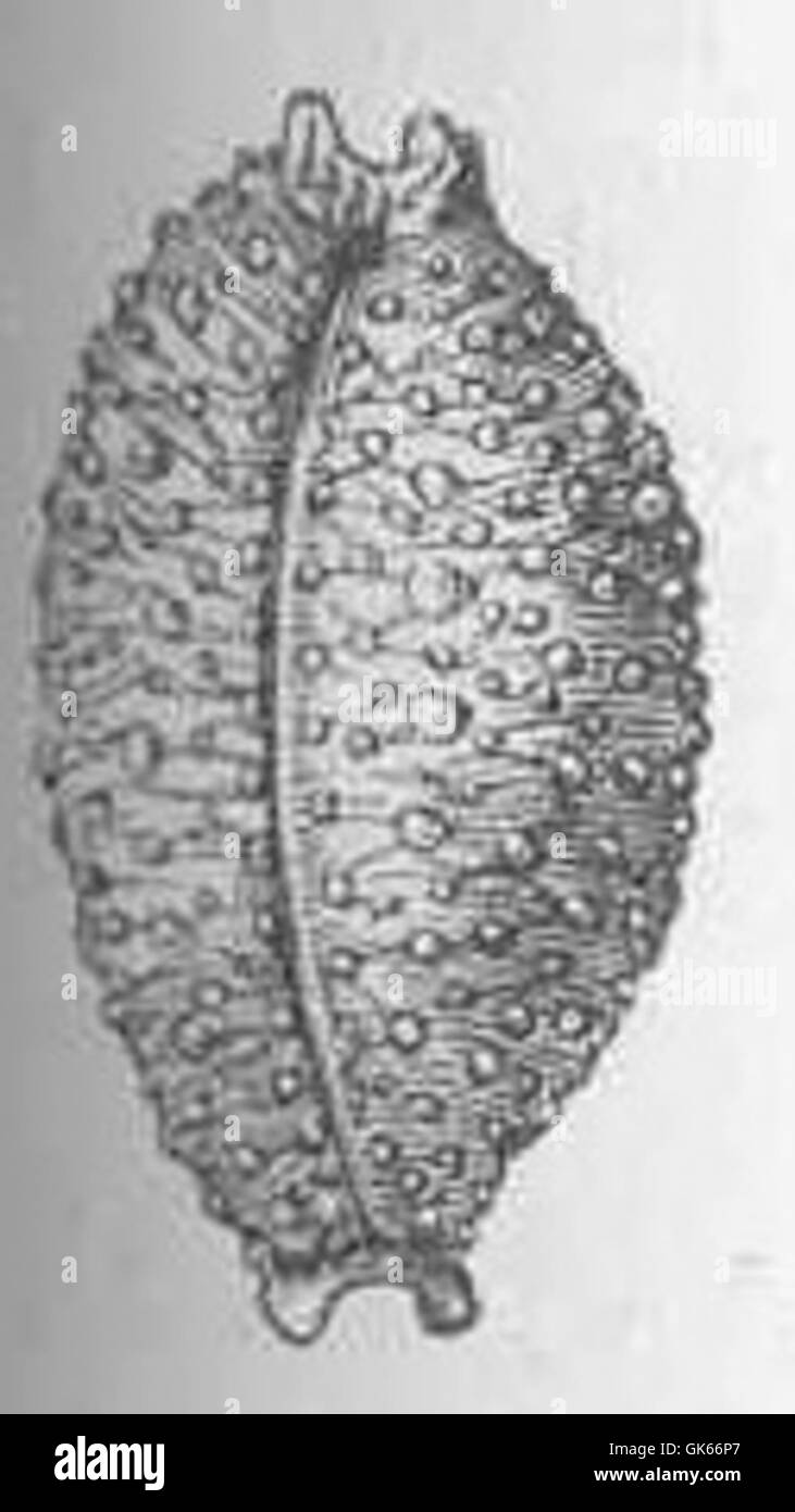 Cypraea nucleus, commonly known as the cowrie, is a species of marine ...