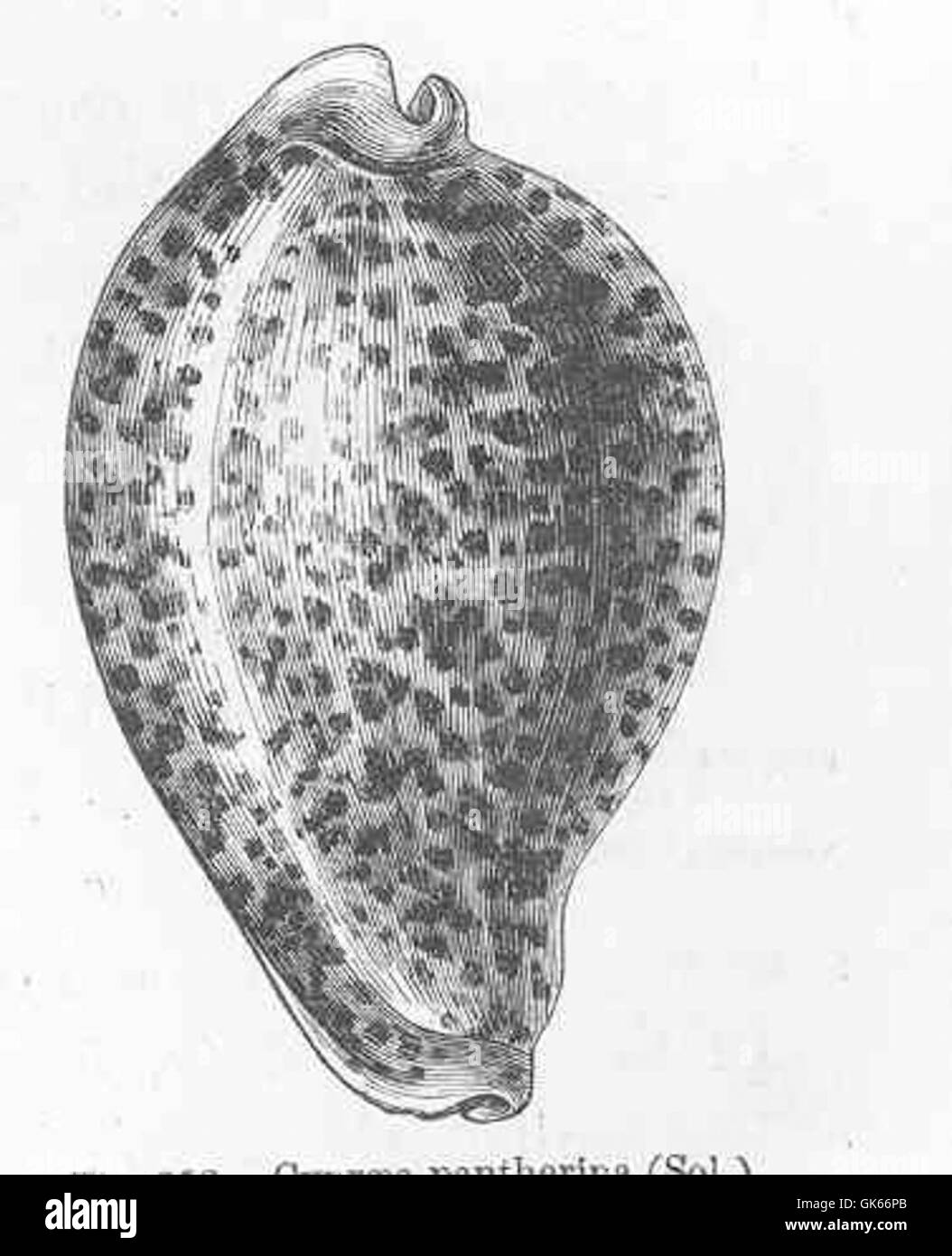 Cowrie gastropod Black and White Stock Photos & Images - Alamy
