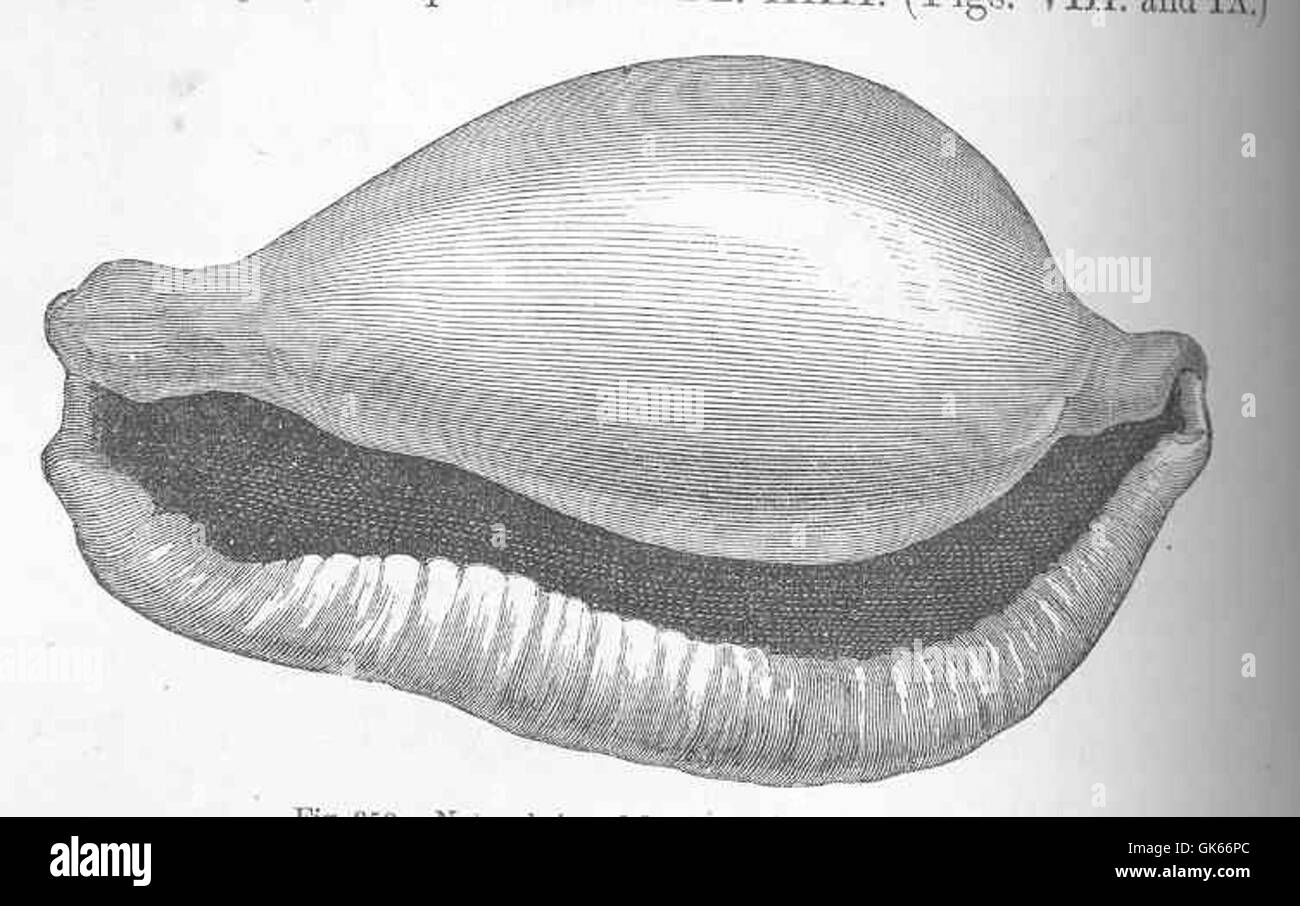 Oviformis hi-res stock photography and images - Alamy