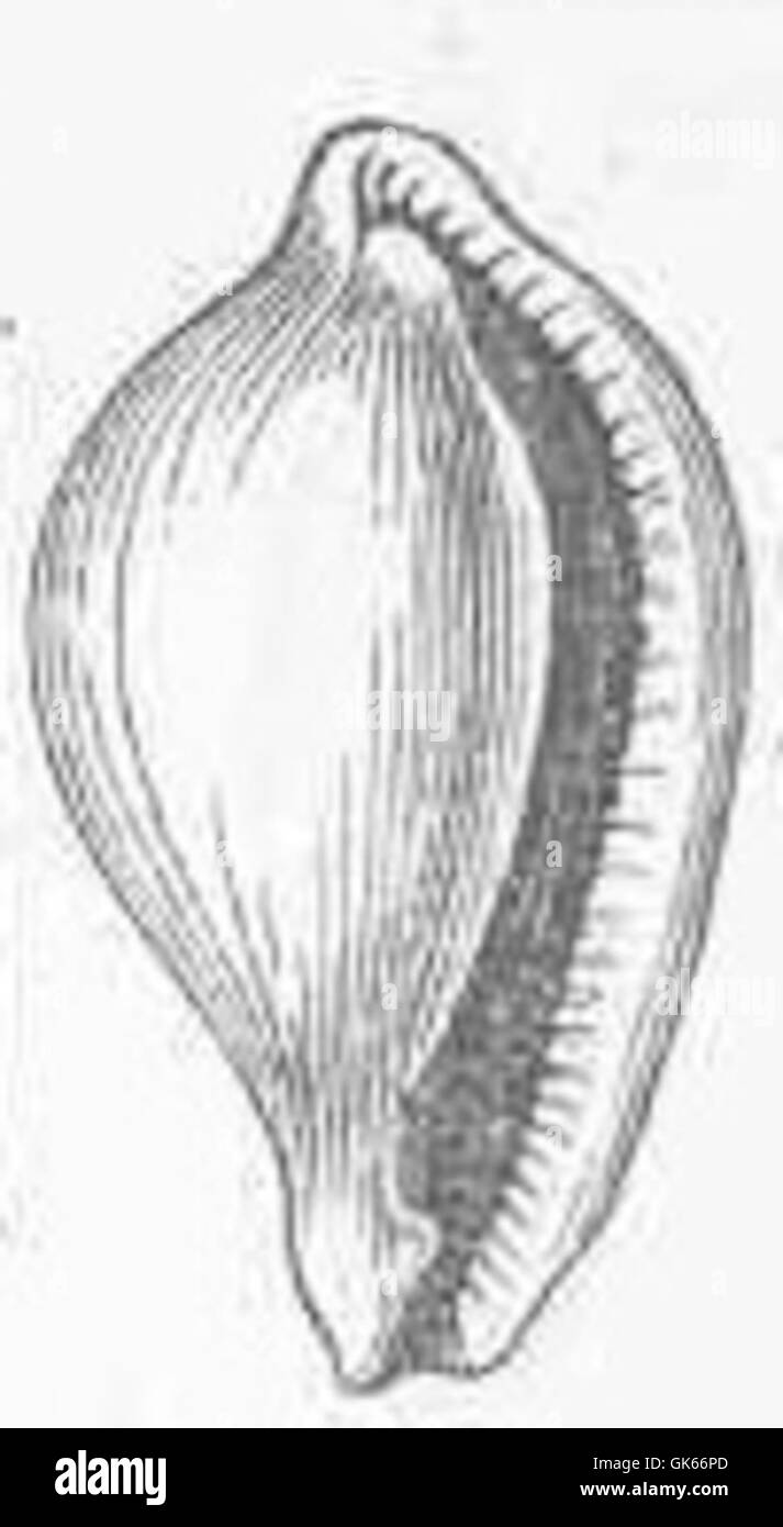 Family ovulidae hi-res stock photography and images - Alamy