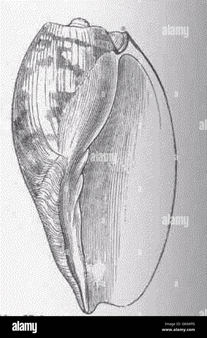 Voluta cymbium hi-res stock photography and images - Alamy