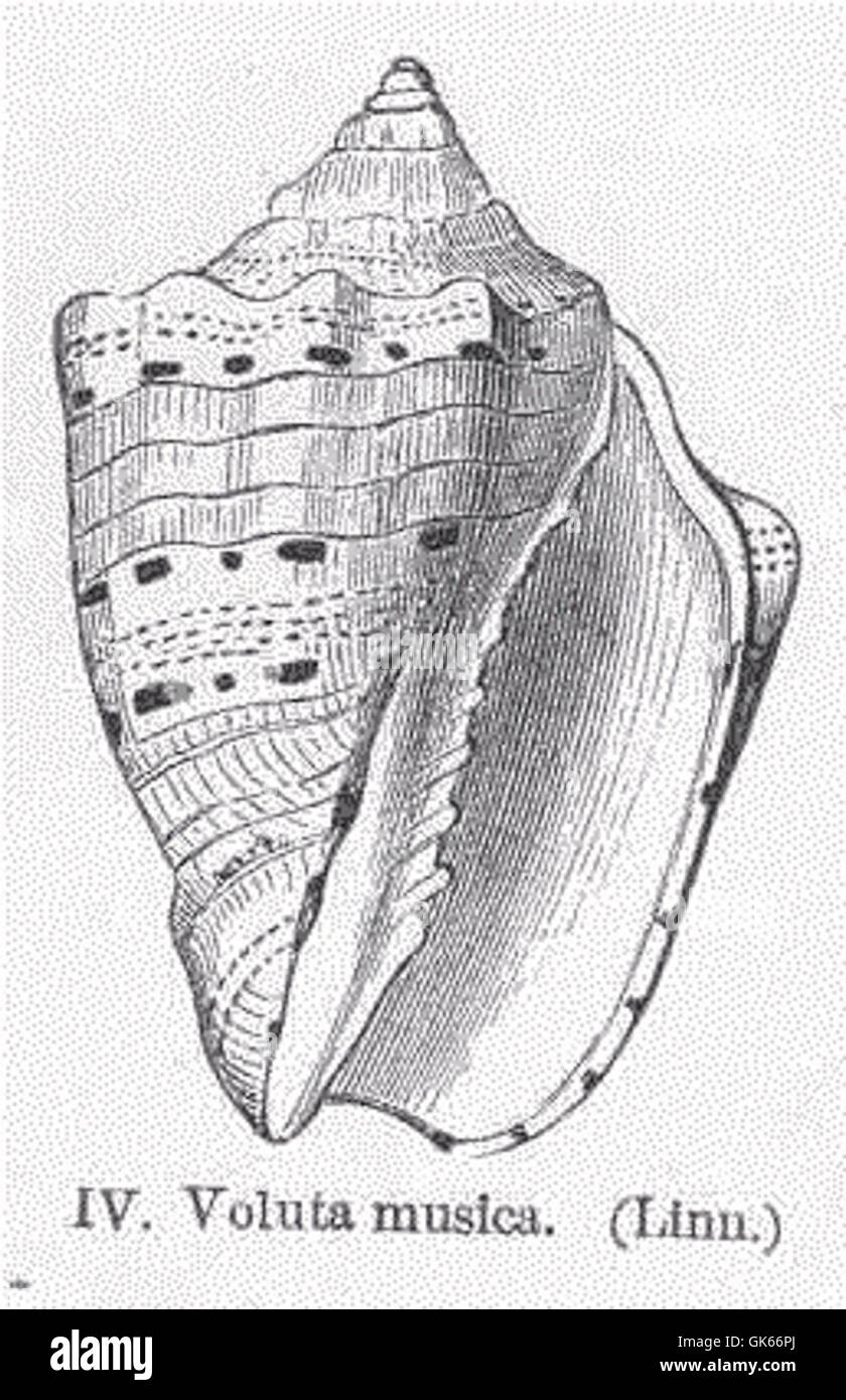 50325 Voluta musica (Linn Stock Photo - Alamy