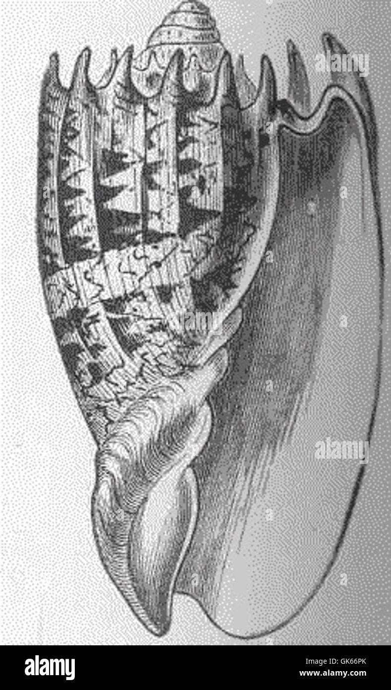 Sea snail species hi-res stock photography and images - Alamy