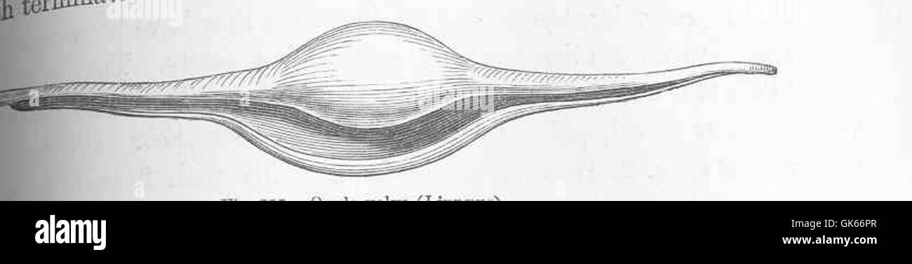 Ovula volva hi-res stock photography and images - Alamy