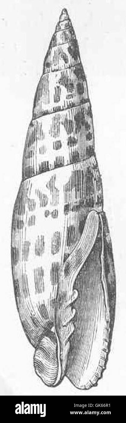 Carnivorous species identification Black and White Stock Photos ...