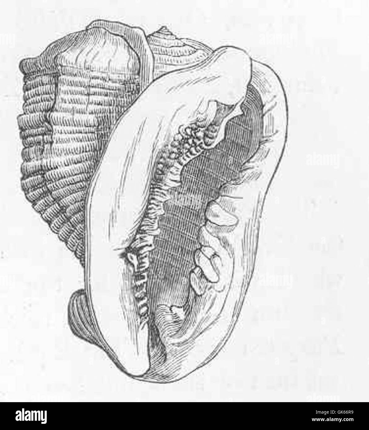 Large sea snail species hi-res stock photography and images - Alamy