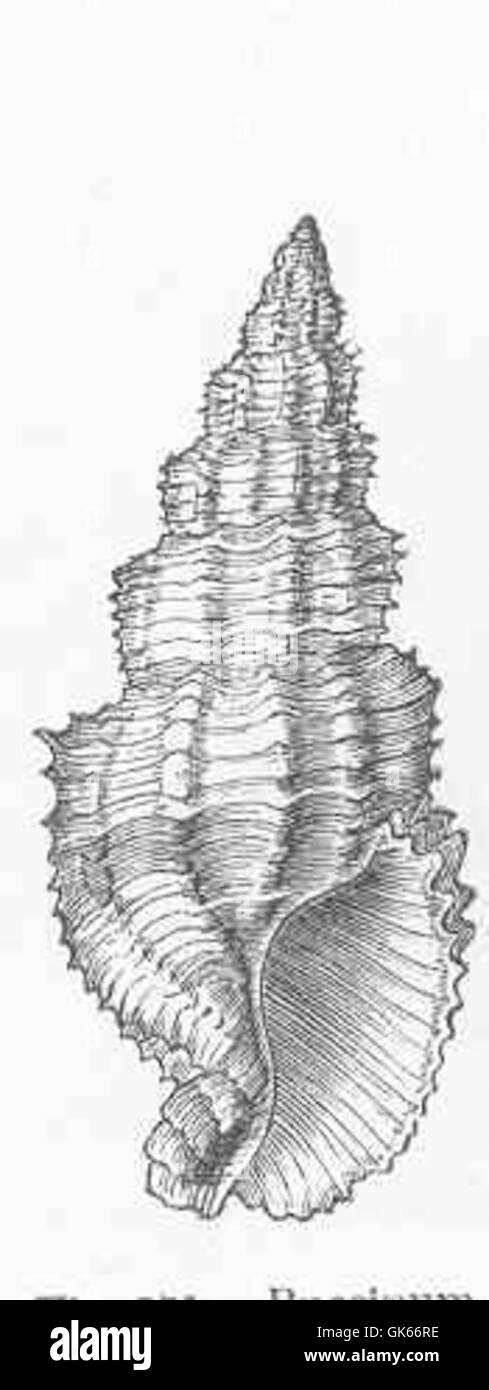 Senticosum hi-res stock photography and images - Alamy