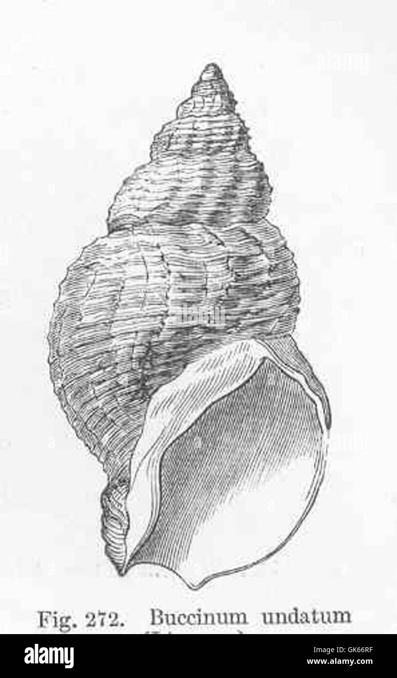 Buccinum undatum linnaeus hi-res stock photography and images - Alamy