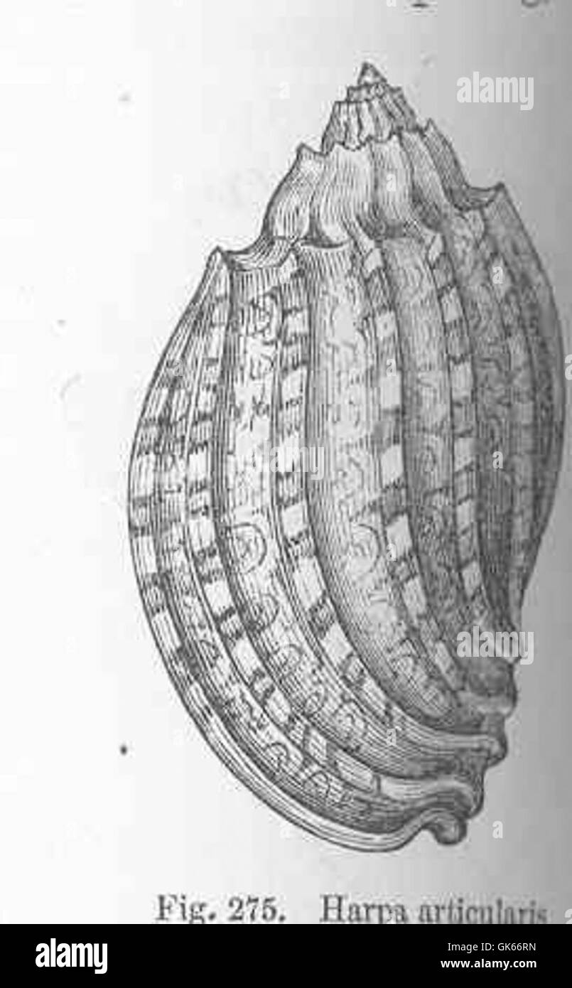 Striking shell patterns hi-res stock photography and images - Alamy