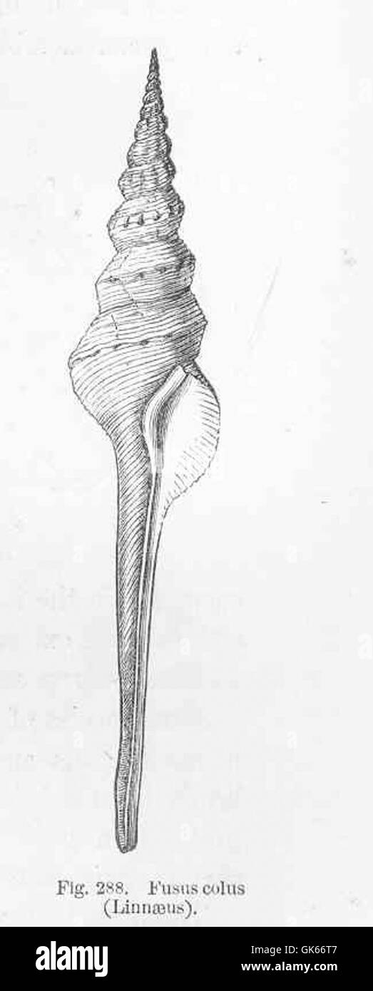 Fusus Black and White Stock Photos & Images - Alamy