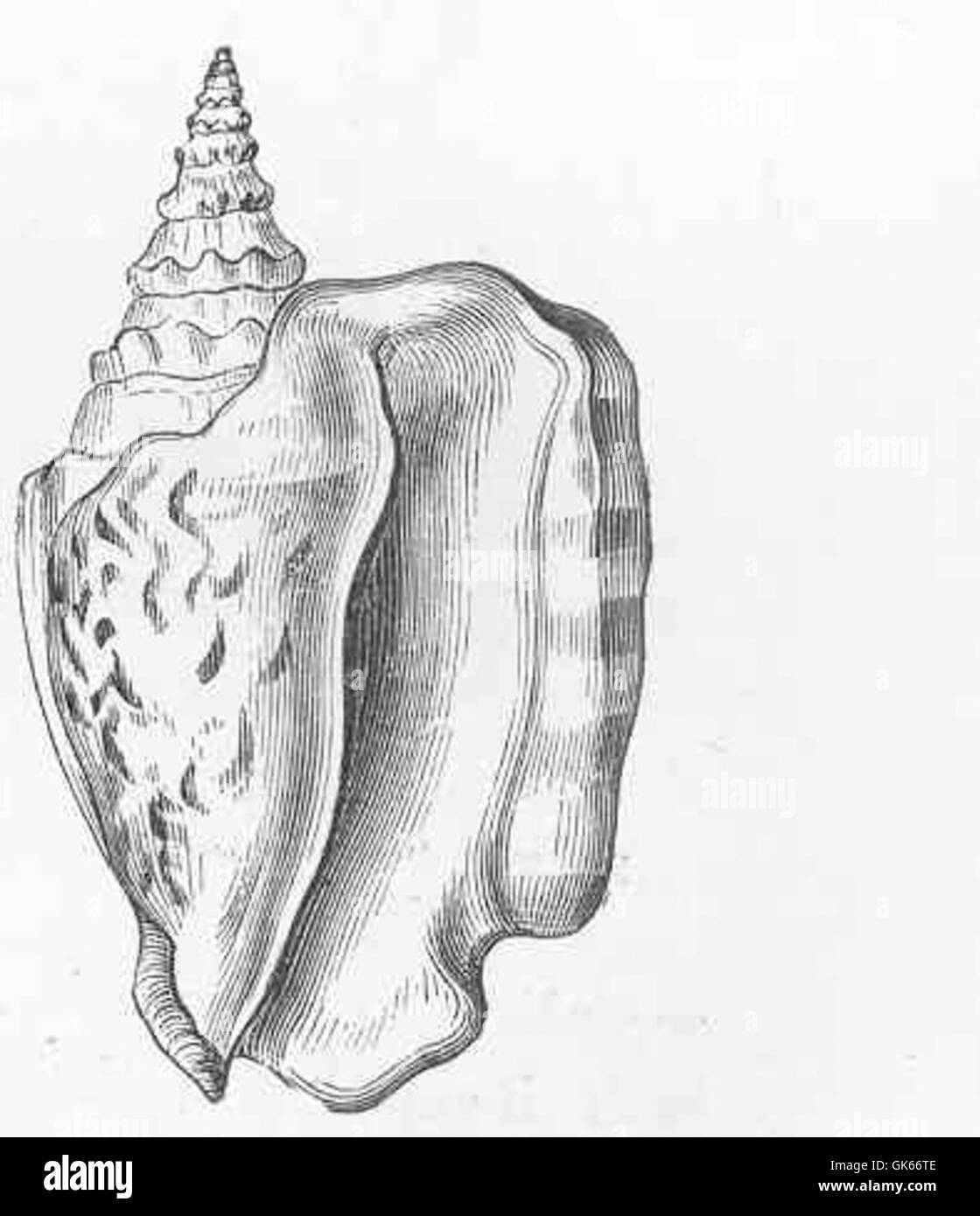 Strombus thersites hi-res stock photography and images - Alamy