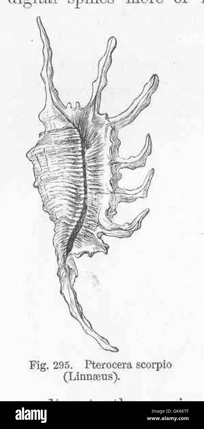 Scorpion snails hi-res stock photography and images - Alamy