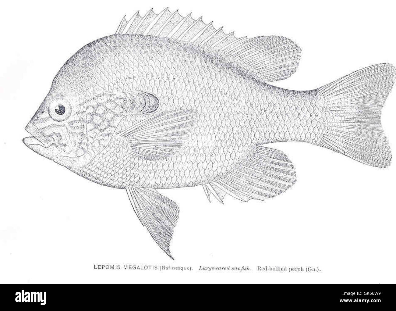 Perch belly hi-res stock photography and images - Alamy